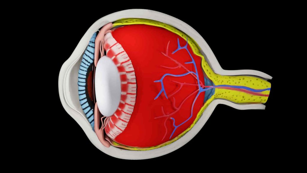 Eye Anatomy 3d Model Low Poly Ar 3d Model Team 3d Yard