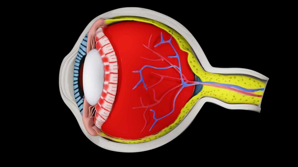 Eye anatomy 3d model Low Poly AR 3D Model - Team 3d Yard