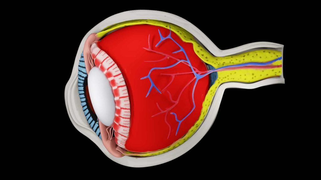 Eye anatomy 3d model Low Poly AR 3D Model - Team 3d Yard
