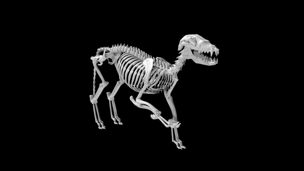 Fox skeleton 3d model Rigged and Low Poly - Team 3d Yard