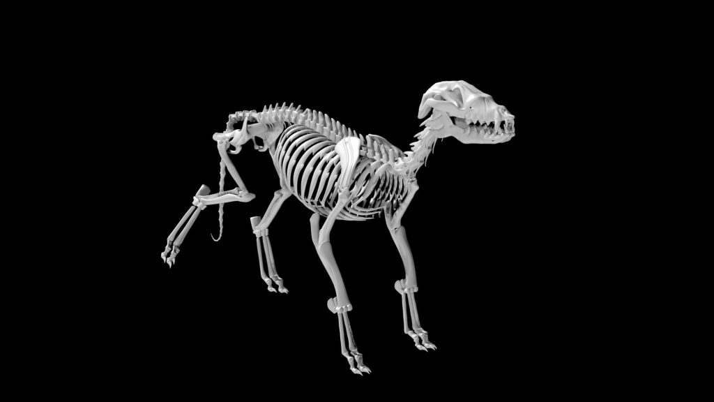 Fox skeleton 3d model Rigged and Low Poly - Team 3d Yard