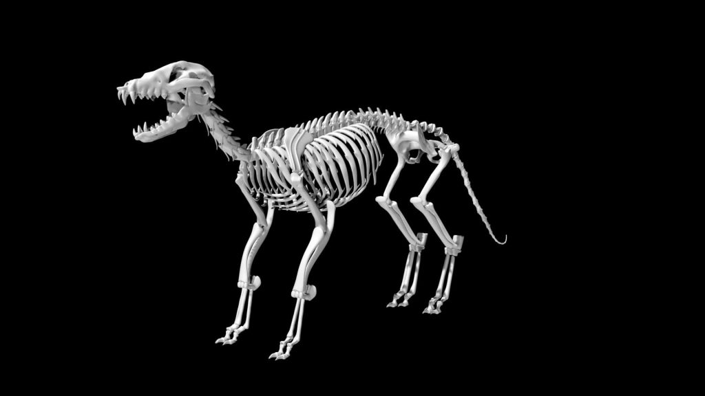 Fox skeleton 3d model Rigged and Low Poly - Team 3d Yard