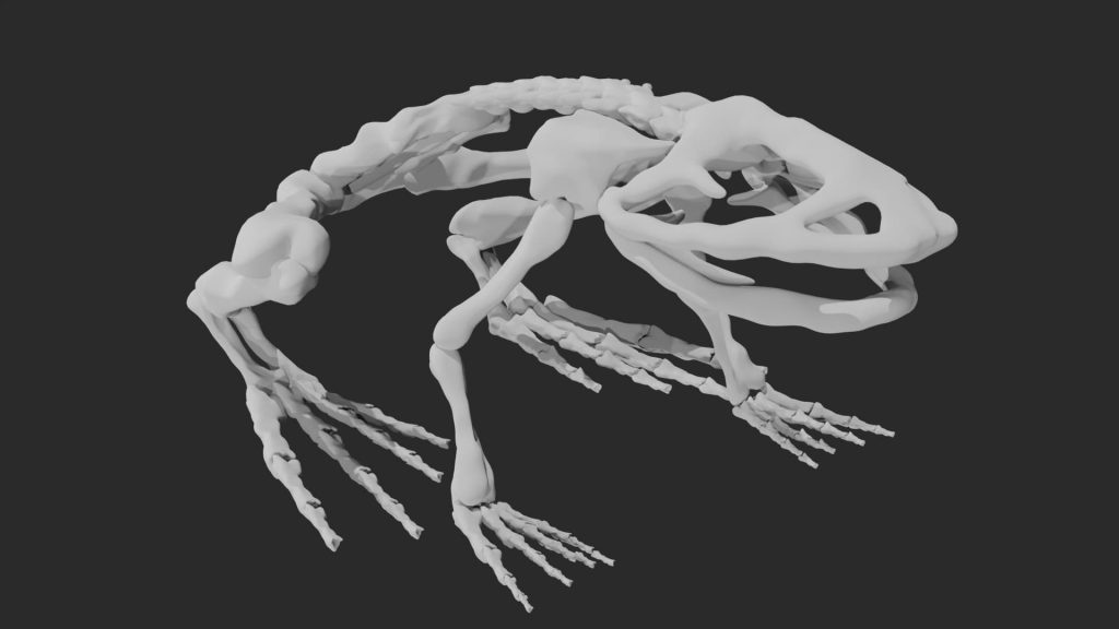 Frog skeleton 3d model Low Poly - Team 3d Yard