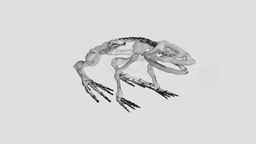 Frog skeleton 3d model Low Poly - Team 3d Yard