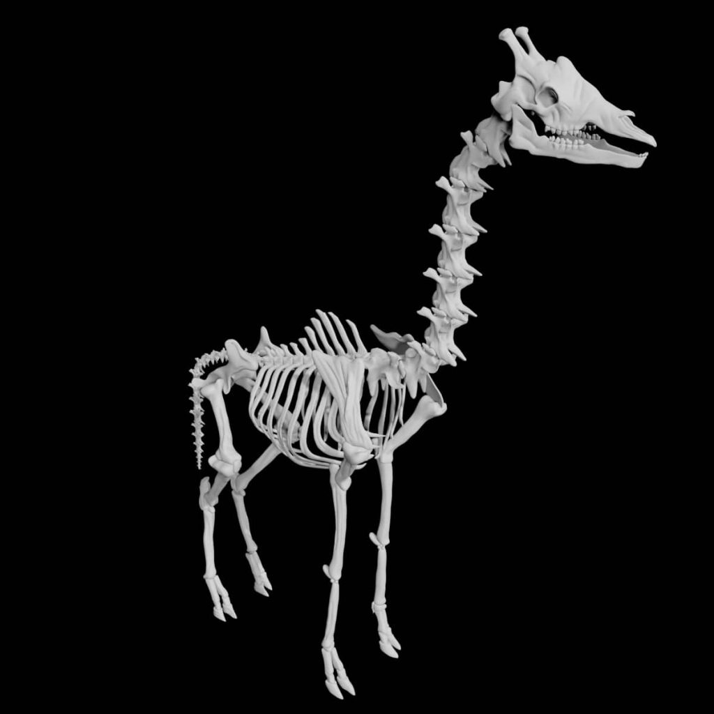 Giraffe skeleton 3d model Low Poly - Team 3d Yard