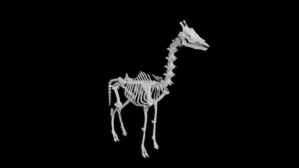 Giraffe skeleton 3d model Low Poly - Team 3d Yard