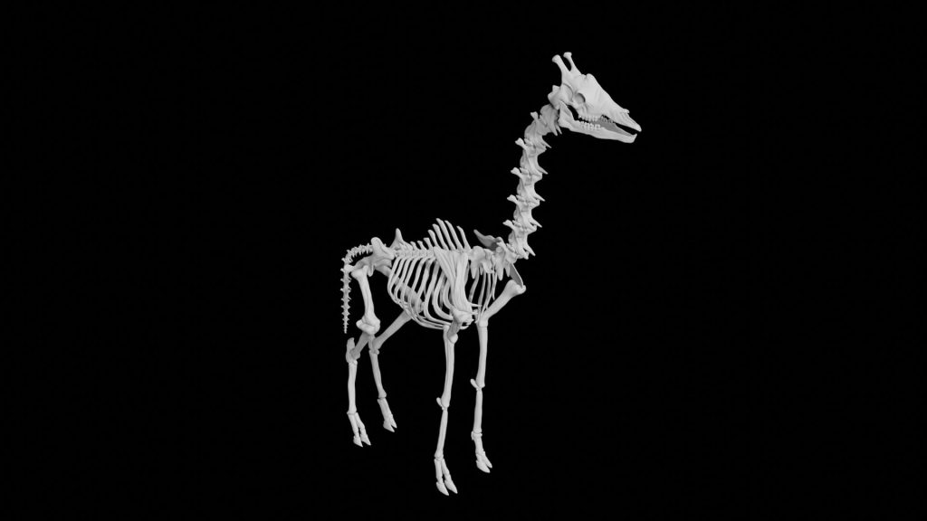 Giraffe skeleton 3d model Low Poly - Team 3d Yard