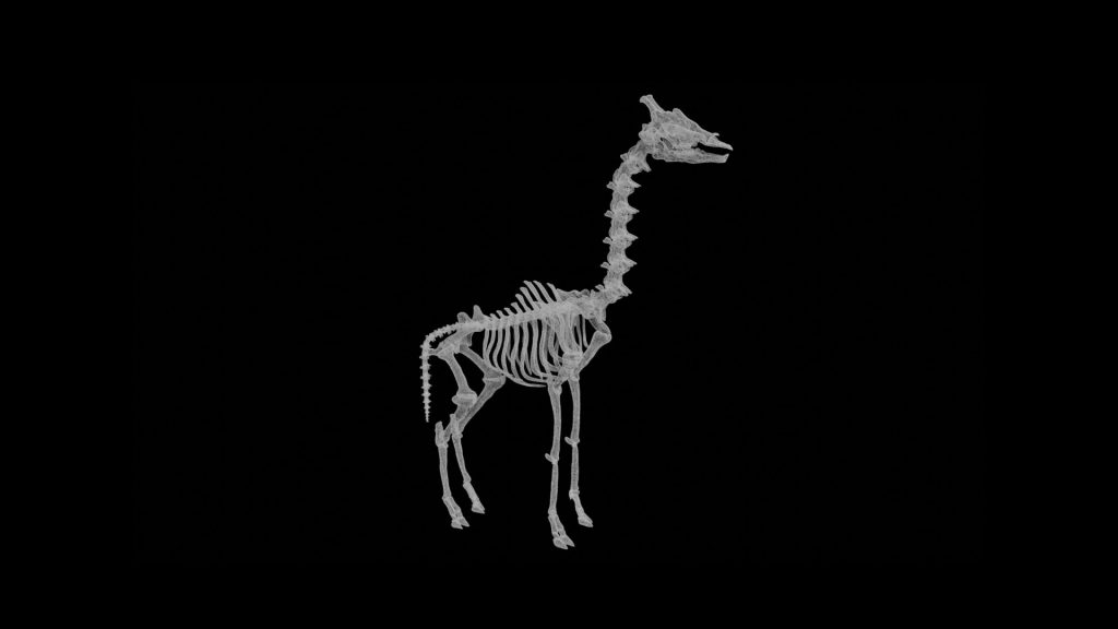 Giraffe skeleton 3d model Low Poly - Team 3d Yard