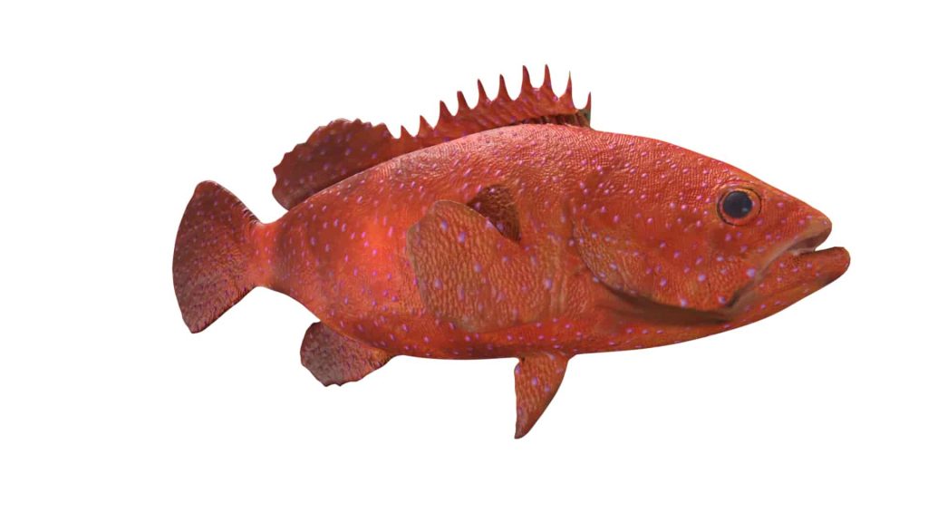 Grouper fish 3d model Rigged and low poly - Team 3d Yard
