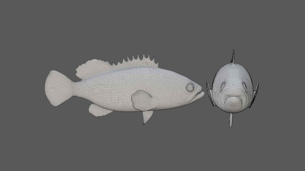 Grouper fish 3d model Rigged and low poly - Team 3d Yard