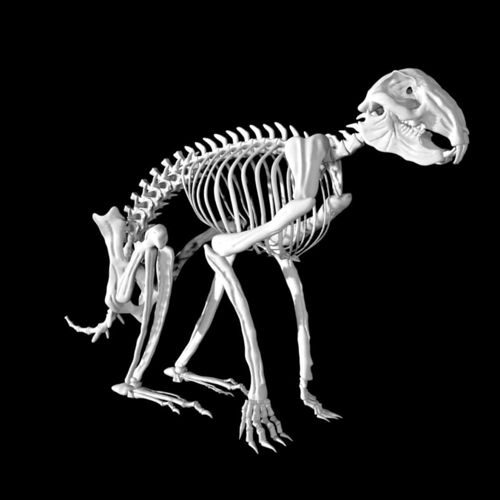 Hare skeleton 3d model Low Poly AR 3D Model - Team 3d Yard