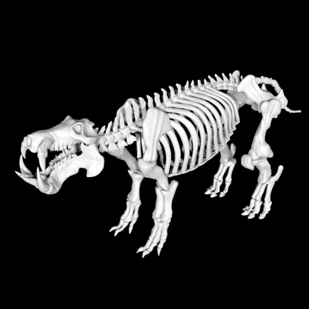 Hippo skeleton 3d model Rigged and low poly - Team 3d Yard