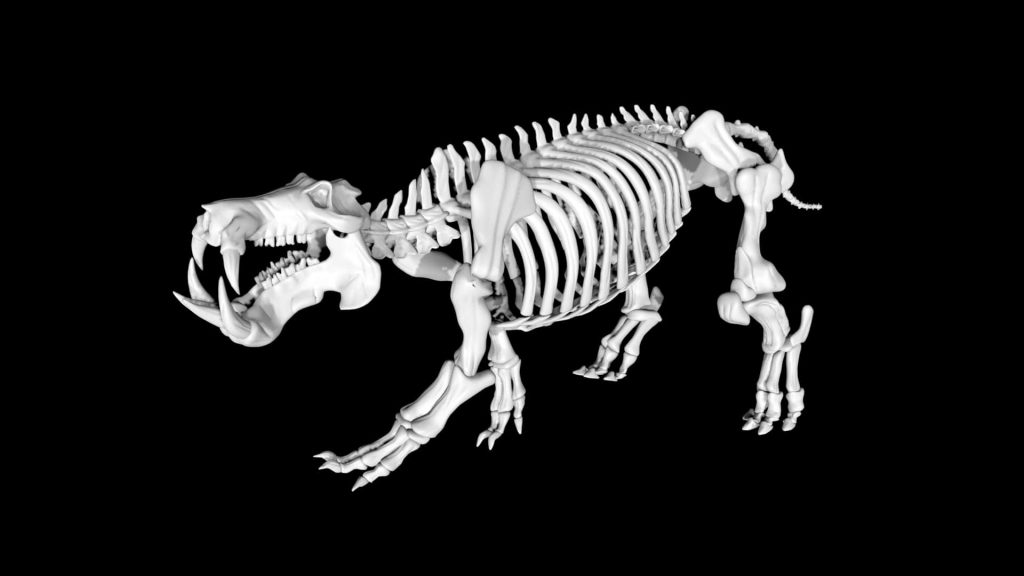 Hippo skeleton 3d model Rigged and low poly - Team 3d Yard