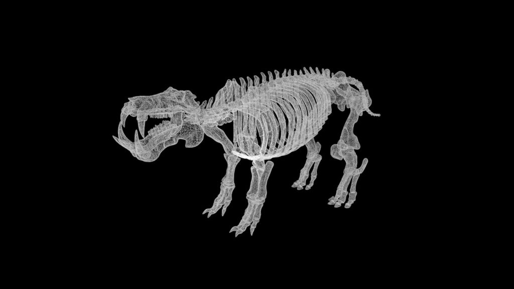 Hippo skeleton 3d model Rigged and low poly - Team 3d Yard