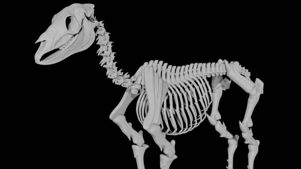 Horse skeleton 3d model Low Poly - Team 3d Yard