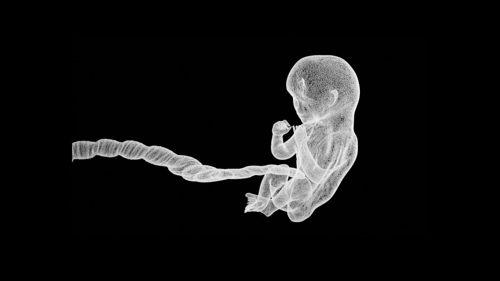 Human embryo 3d model Low Poly AR 3D Model - Team 3d Yard