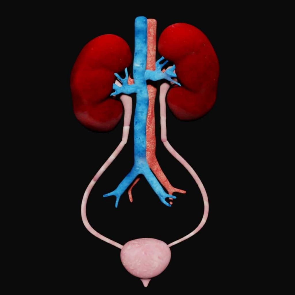 Kidney and bladder 3d model Low Poly AR 3D Model - Team 3d Yard