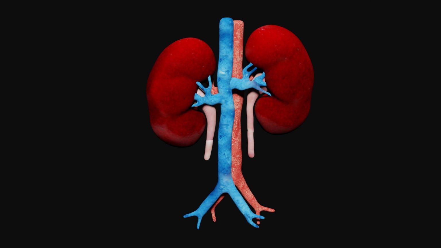 Kidney and bladder 3d model Low Poly AR 3D Model - Team 3d Yard