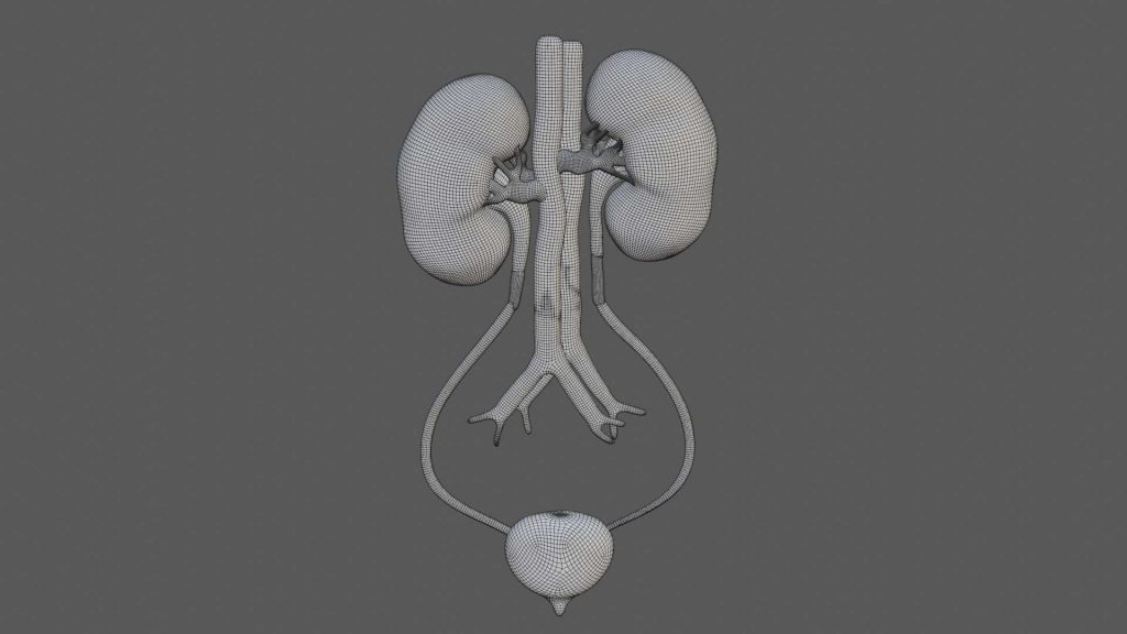 Kidney and bladder 3d model Low Poly AR 3D Model - Team 3d Yard