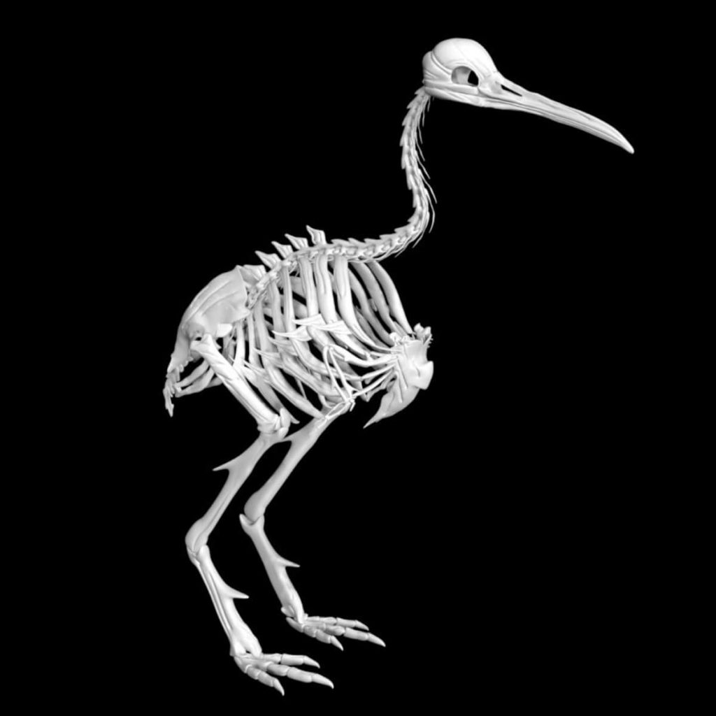 Kiwi Skeleton 3d model Low Poly AR 3d model - Team 3d Yard