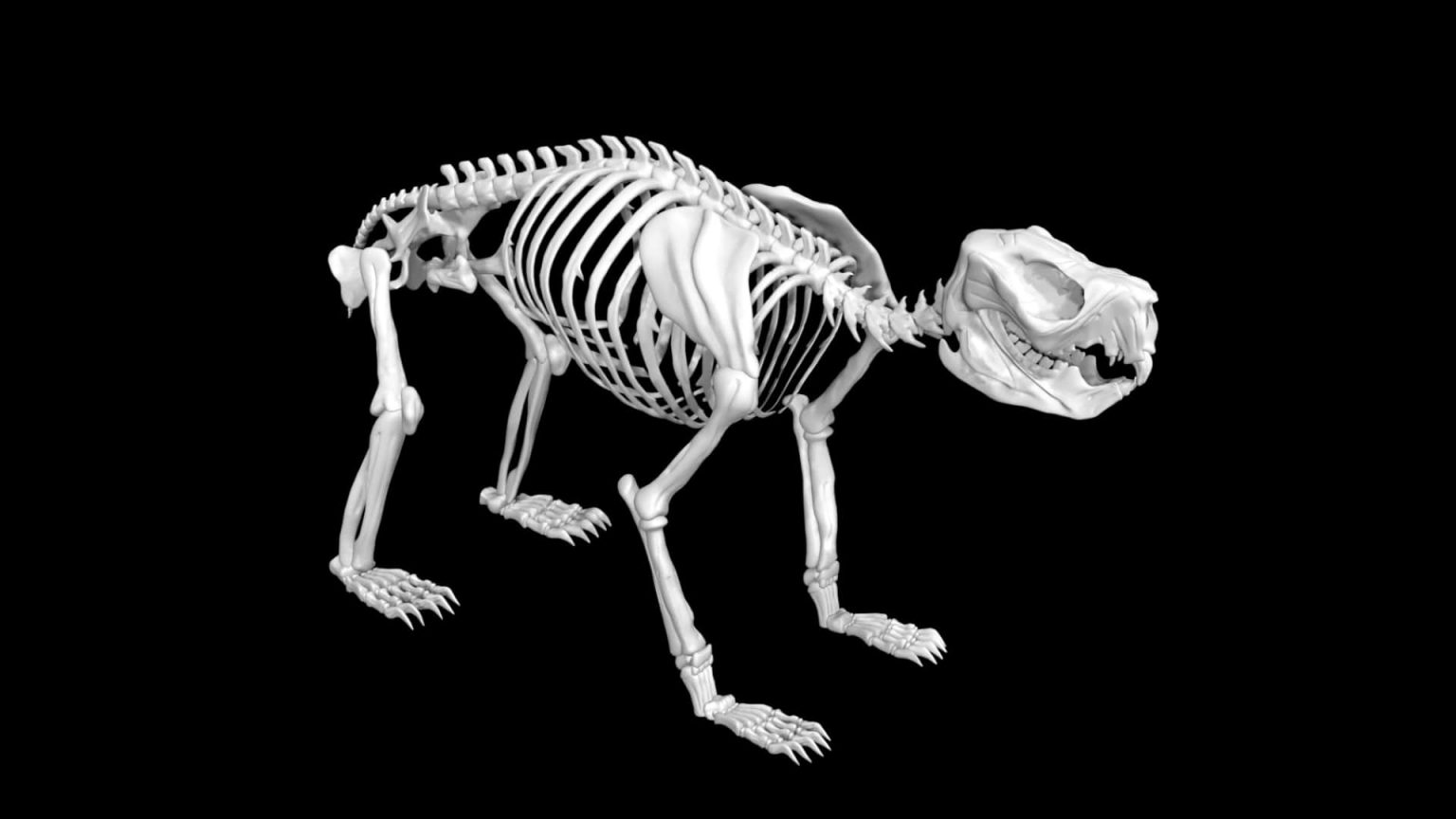 Koala skeleton 3d model Low Poly AR 3D Model - Team 3d Yard