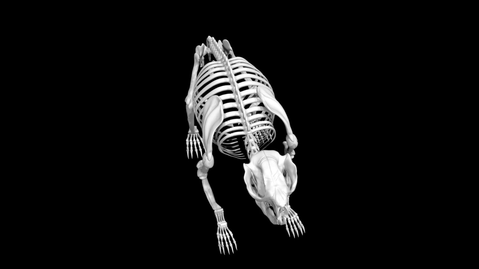 Koala skeleton 3d model Low Poly AR 3D Model - Team 3d Yard