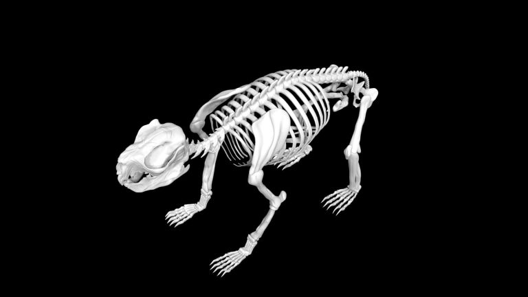 Koala skeleton 3d model Low Poly AR 3D Model - Team 3d Yard