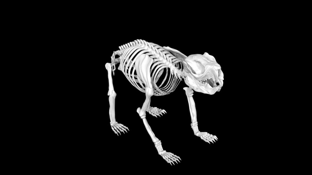 Koala skeleton 3d model Low Poly AR 3D Model - Team 3d Yard