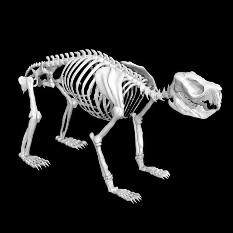 Koala skeleton 3d model Low Poly AR 3D Model - Team 3d Yard
