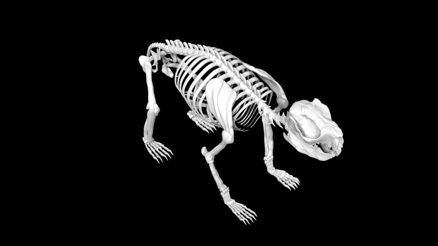 Koala skeleton 3d model Low Poly AR 3D Model - Team 3d Yard