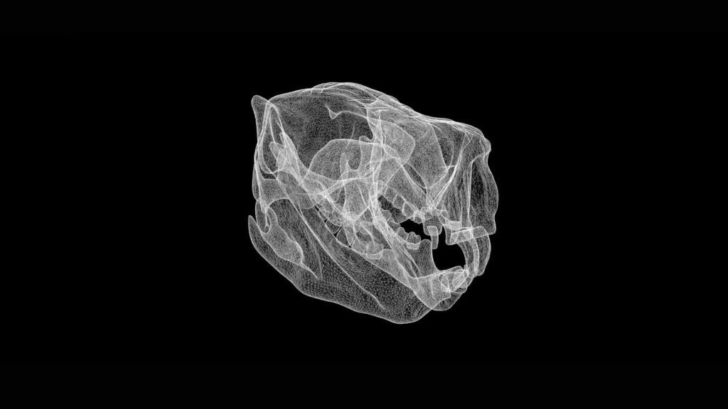 Koala skull 3d model Low Poly AR 3D Model - Team 3d Yard