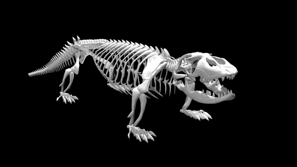 Komodo dragon skeleton 3d model Rigged and Low Poly