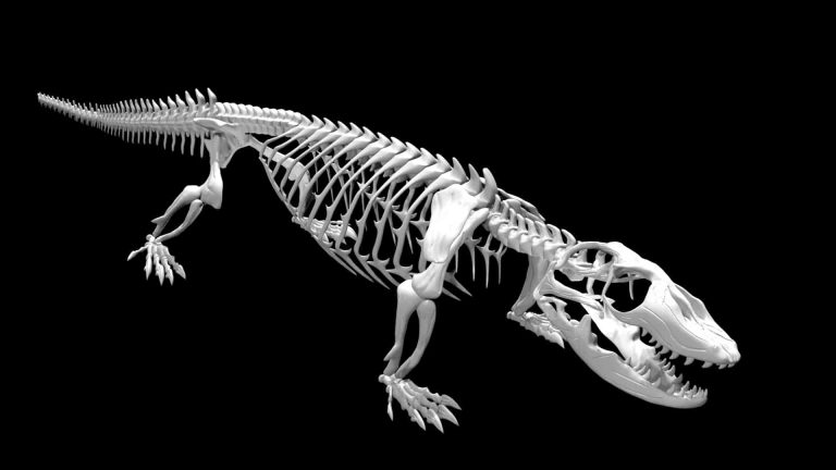 Komodo dragon skeleton 3d model Rigged and Low Poly