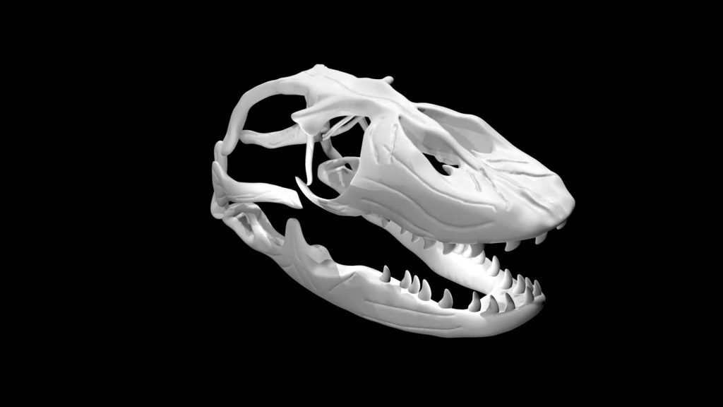 Komodo dragon skull 3d model Rigged and Low Poly - Team 3d Yard