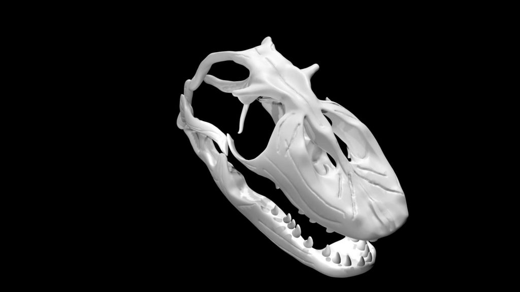 Komodo dragon skull 3d model Rigged and Low Poly - Team 3d Yard
