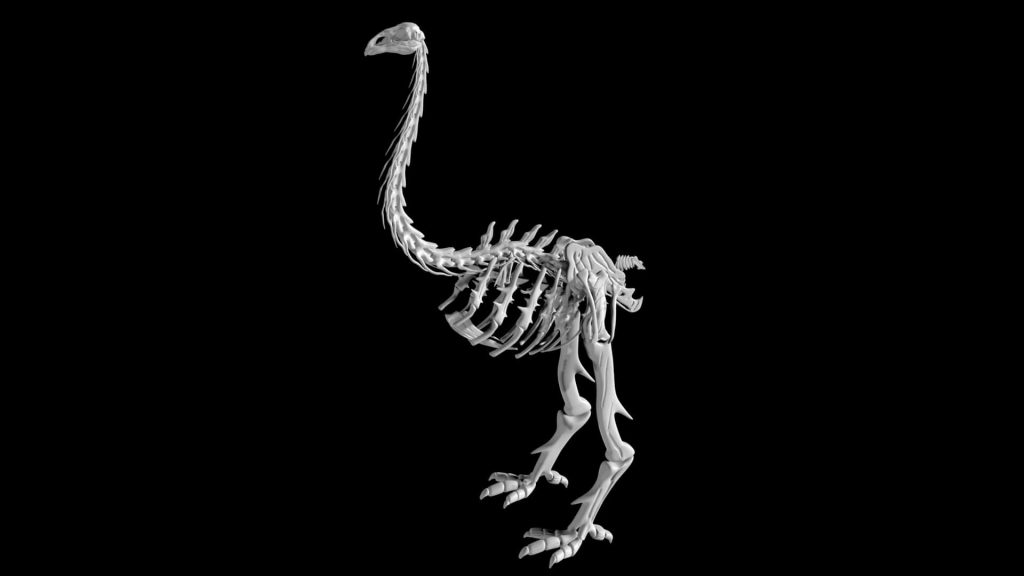 Moa Skeleton 3d model Low Poly AR 3d model - Team 3d Yard