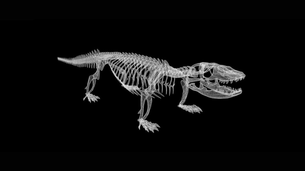 Monitor lizard skeleton 3d model Rigged and Low Poly - Team 3d Yard