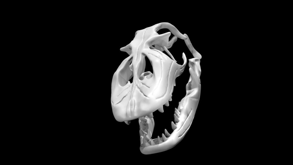 Monitor lizard skull 3d model Rigged and Low Poly - Team 3d Yard