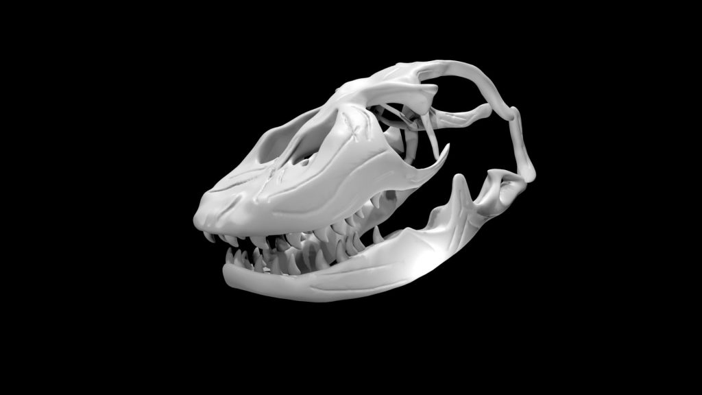Monitor lizard skull 3d model Rigged and Low Poly - Team 3d Yard