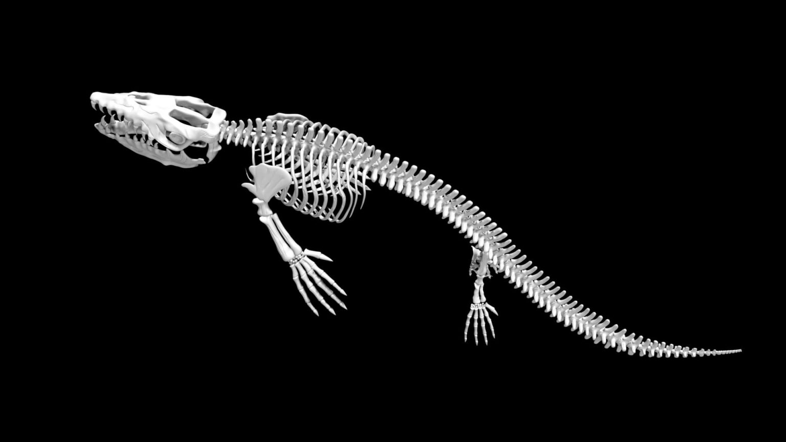 Mosasaurus Skeleton 3d model Low Poly AR 3d model - Team 3d Yard