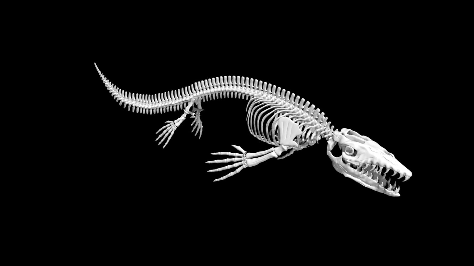 Mosasaurus Skeleton 3d model Low Poly AR 3d model - Team 3d Yard
