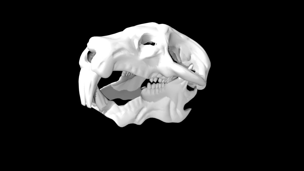 Mouse skull 3d model Low Poly AR 3d Model - Team 3d Yard
