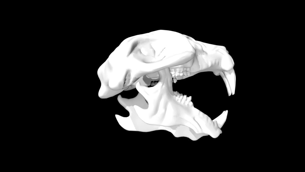 Mouse skull 3d model Low Poly AR 3d Model - Team 3d Yard
