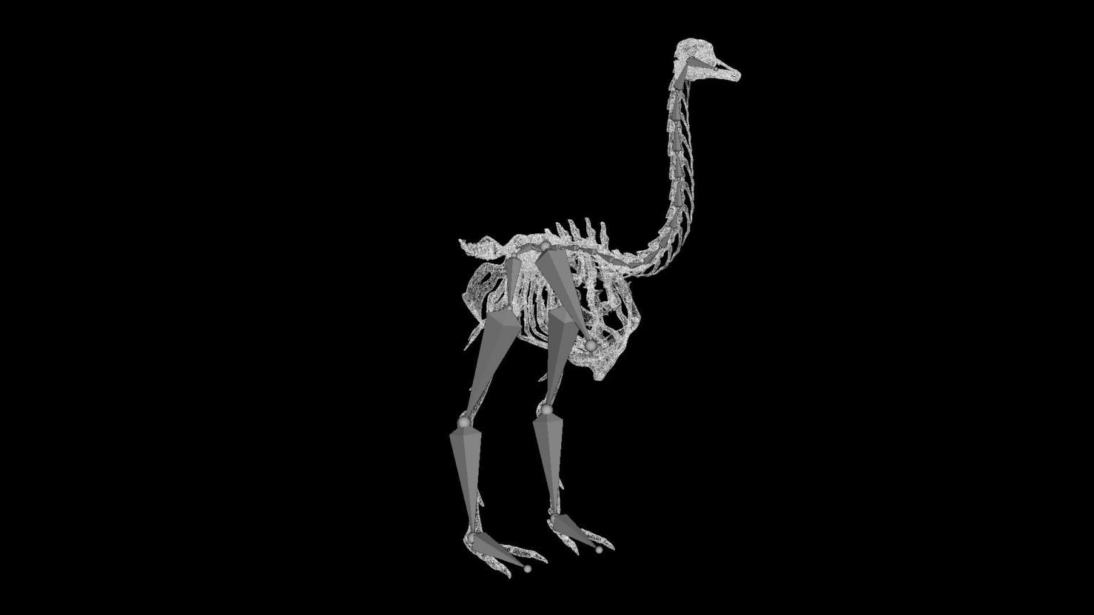 Ostrich Skeleton 3d model Rigged and Low Poly - Team 3d Yard