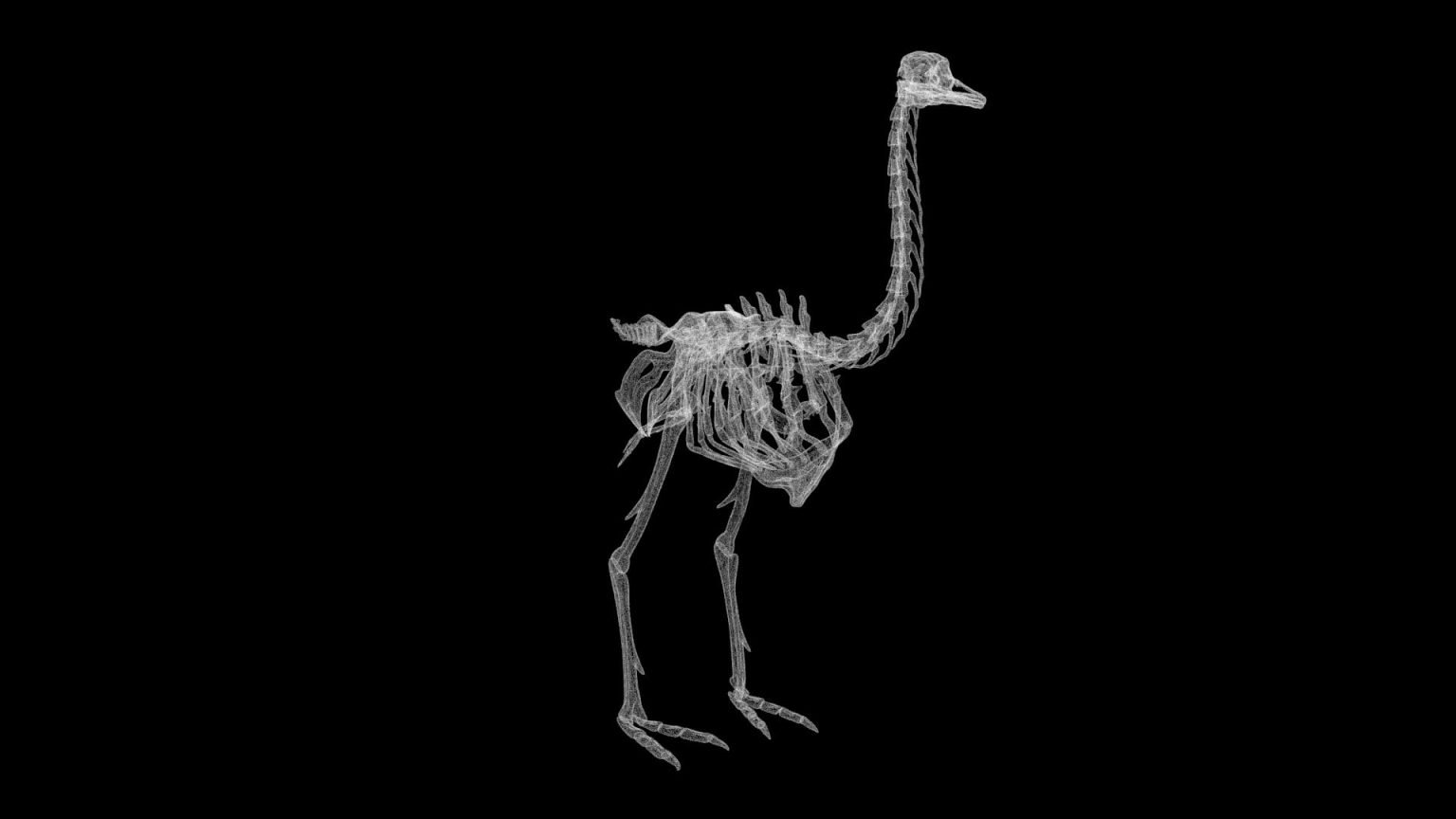 Ostrich Skeleton 3d model Rigged and Low Poly - Team 3d Yard