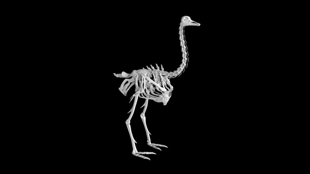 Ostrich Skeleton 3d model Rigged and Low Poly - Team 3d Yard