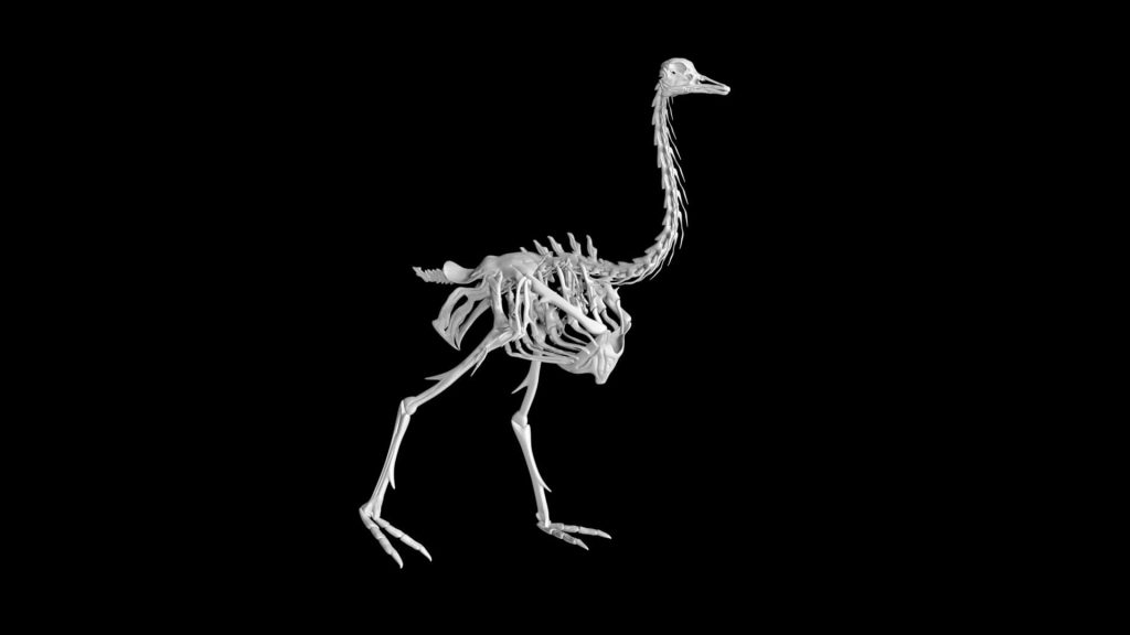 Ostrich Skeleton 3d model Rigged and Low Poly - Team 3d Yard