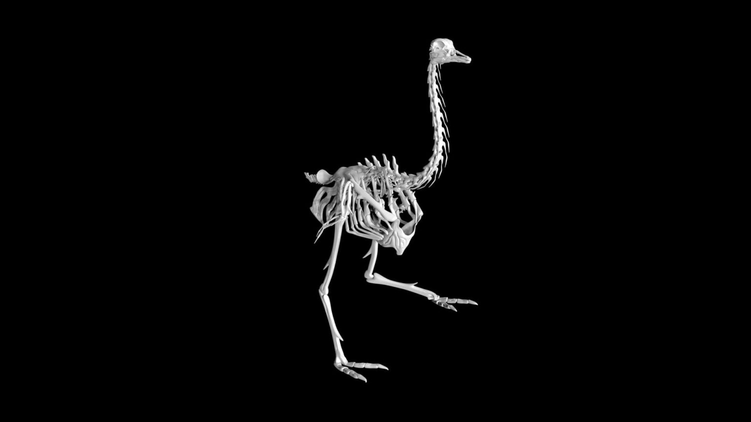 Ostrich Skeleton 3d model Rigged and Low Poly - Team 3d Yard