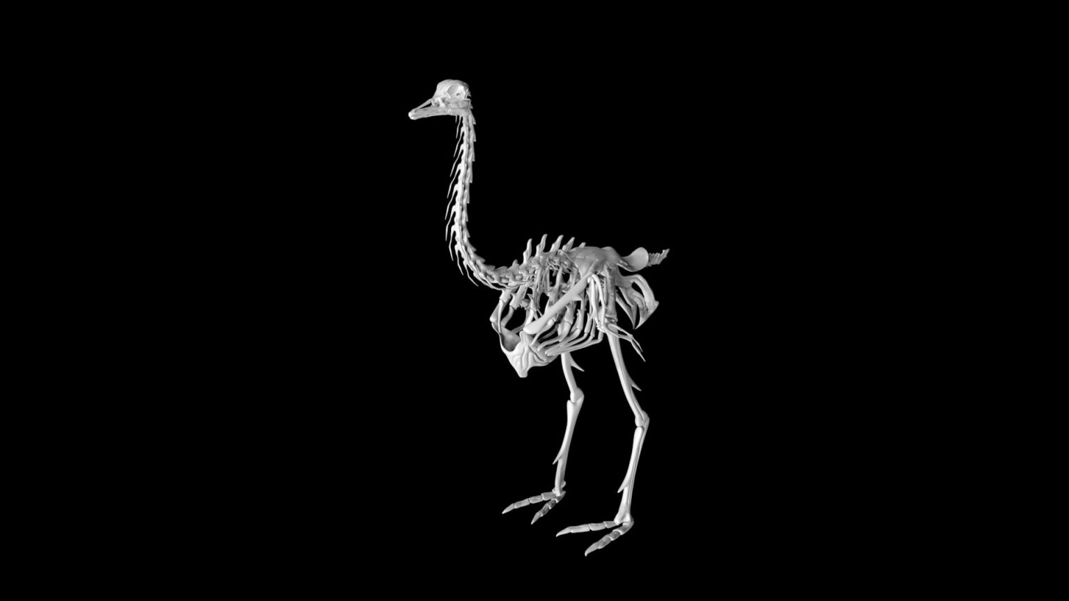 Ostrich Skeleton 3d model Rigged and Low Poly - Team 3d Yard
