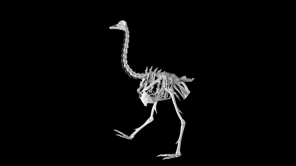 Ostrich Skeleton 3d model Rigged and Low Poly - Team 3d Yard